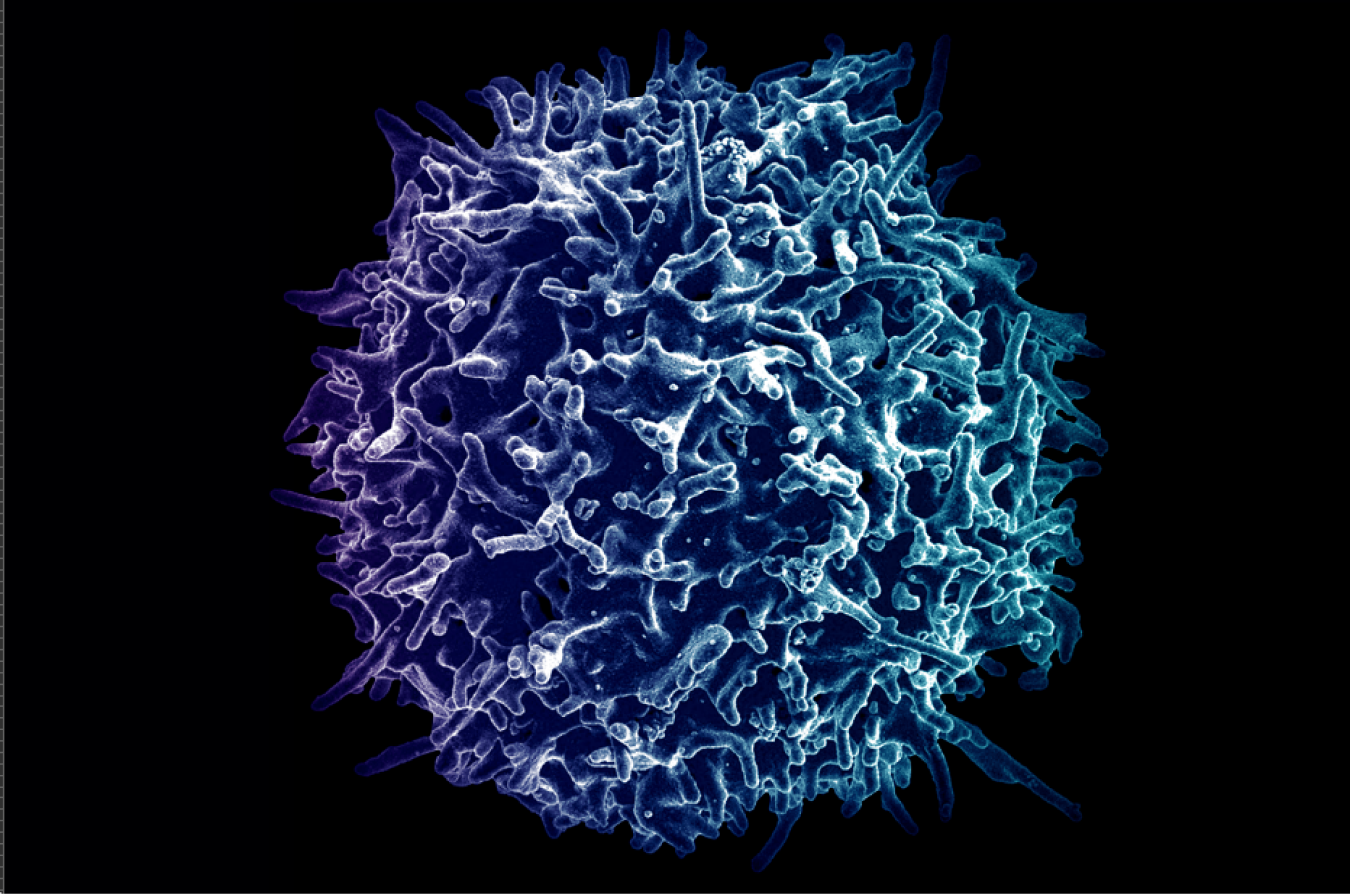 New ways in researchfor human vaccines - The project - Icaro Project